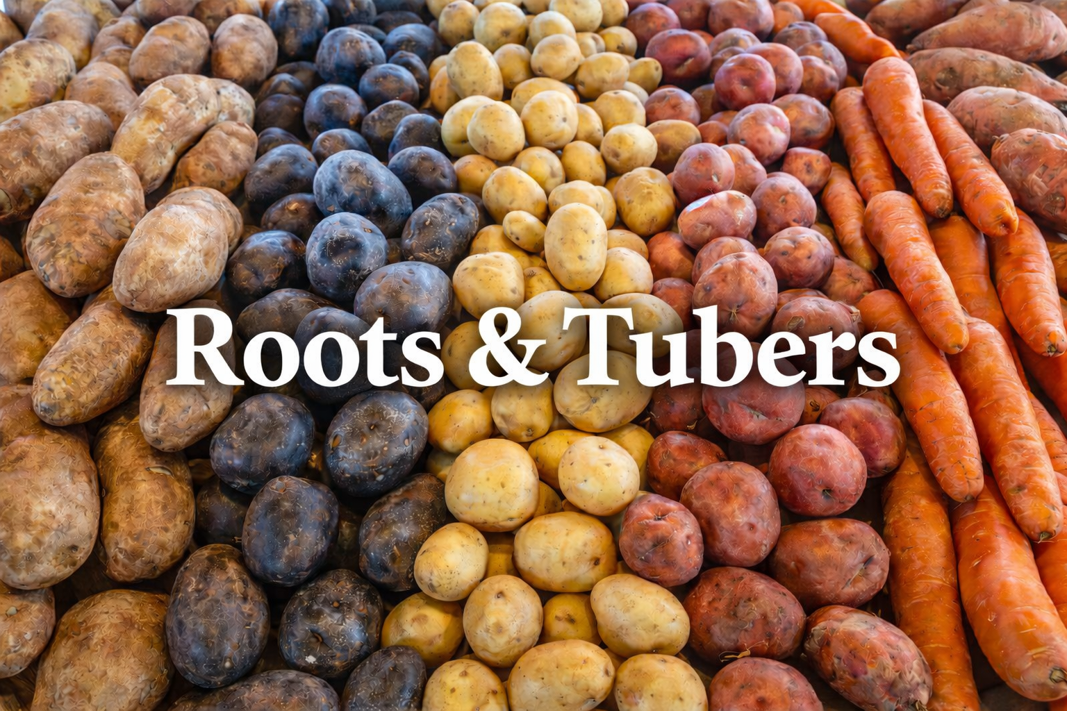 Roots & Tubers – The Cedar Market Ranch