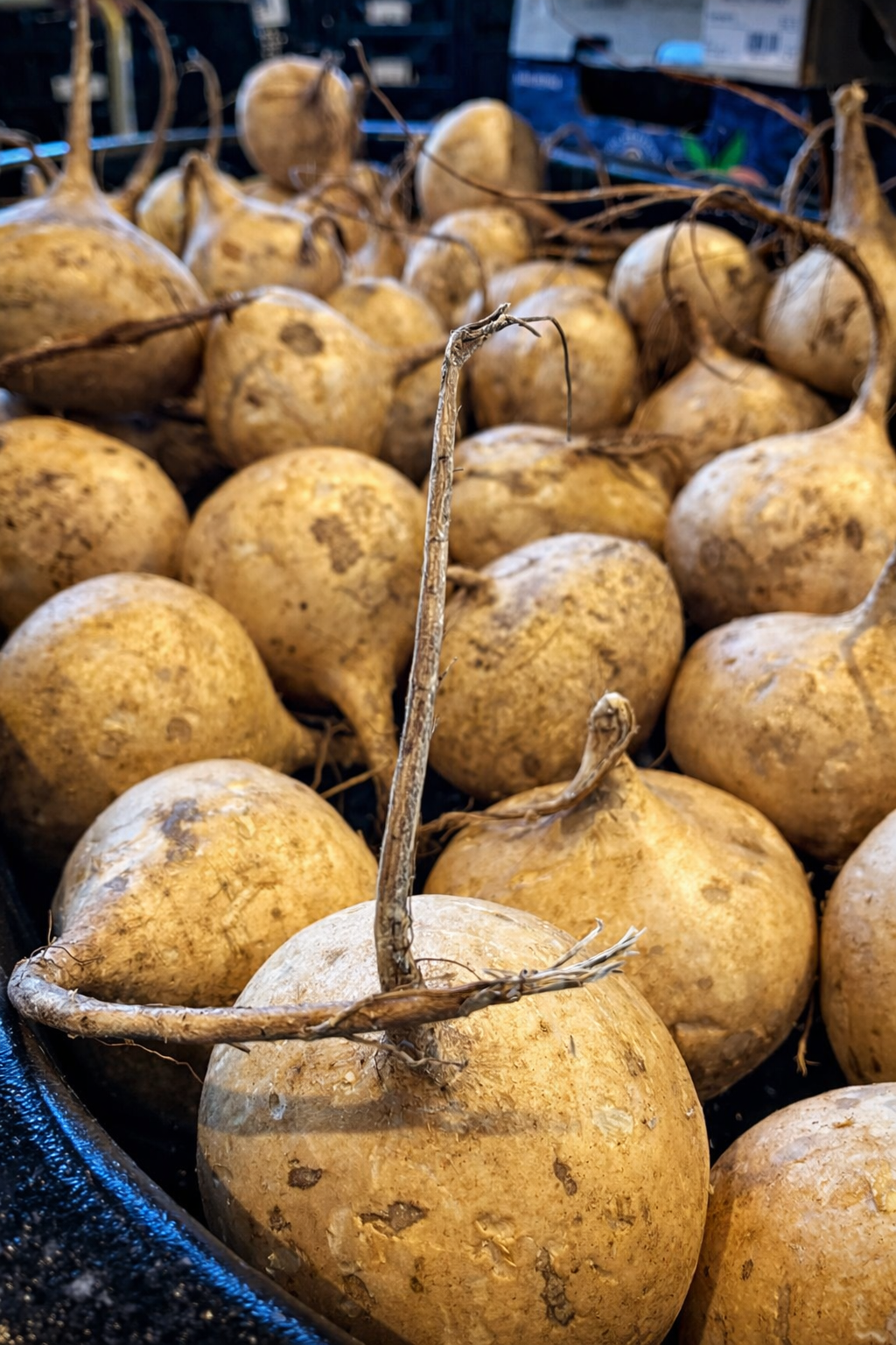 Jicama Root Lb – The Cedar Market Ranch